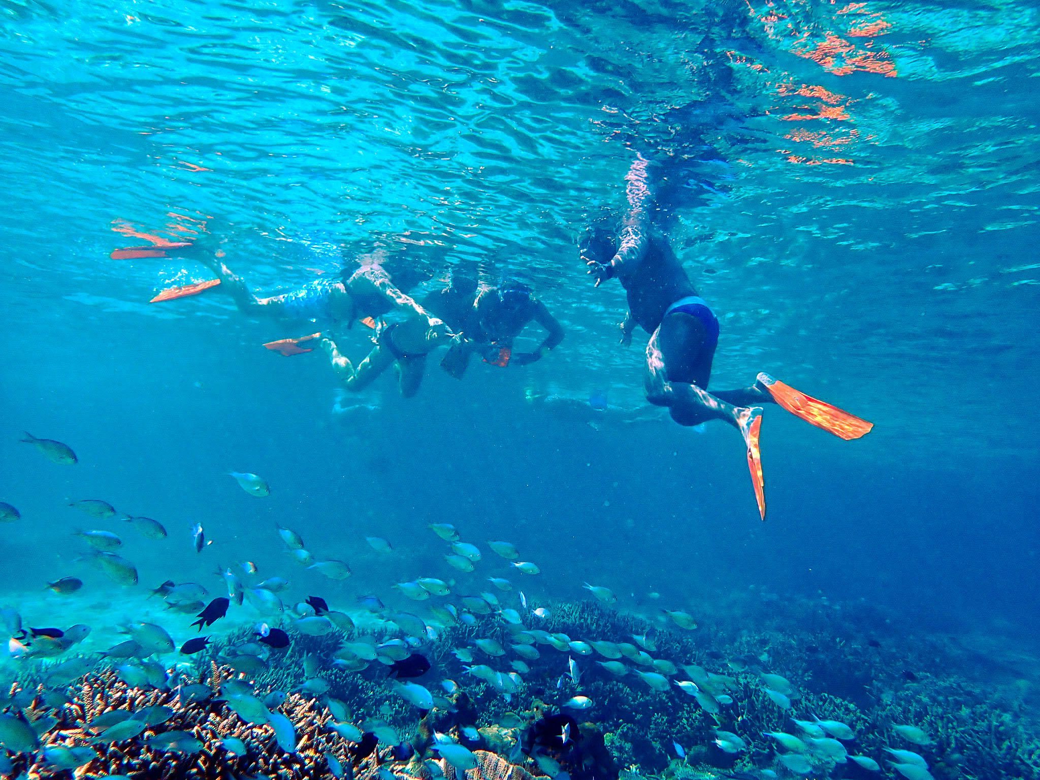 5 Must-See Snorkel Sites, Curated by Everything To Sea - Everything To Sea