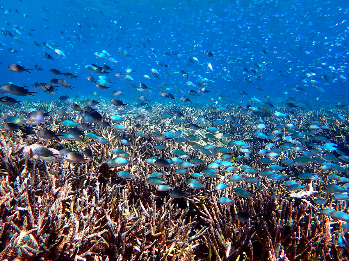 What the F is The Coral Triangle? - Everything To Sea